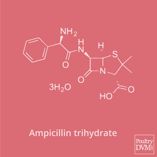 Ampicillin for Chickens and Ducks