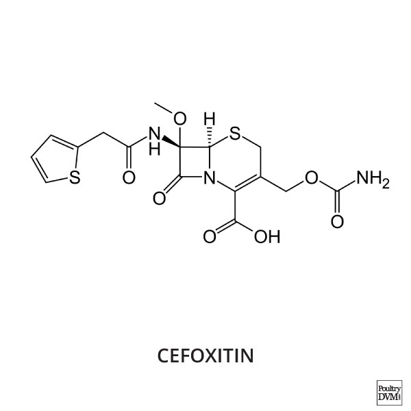 Cefoxitin for Chickens and Ducks