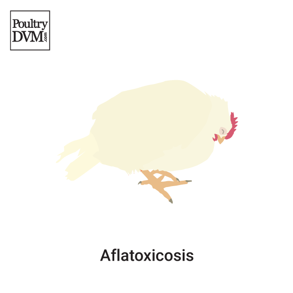 Aflatoxicosis in Chickens