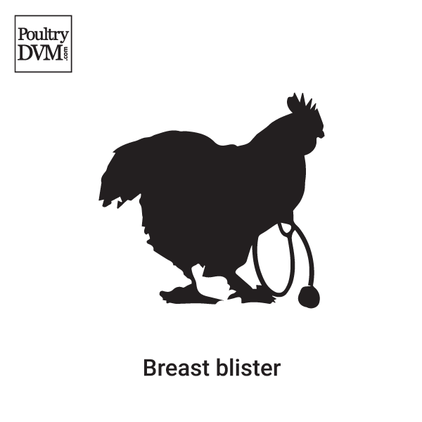 Breast blister in Chickens: Signs, Treatment & Prevention