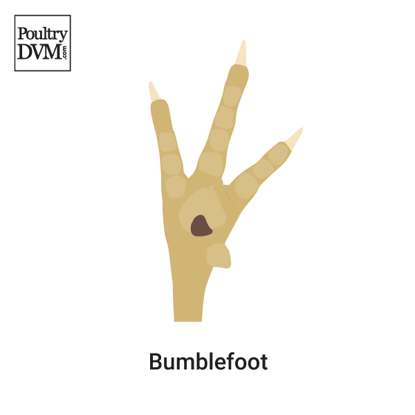 Bumblefoot in Chickens