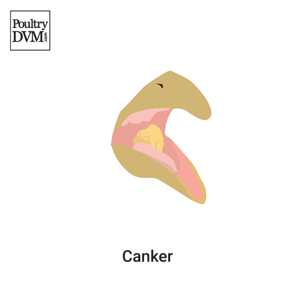 Canker (trichomonosis) in Chickens