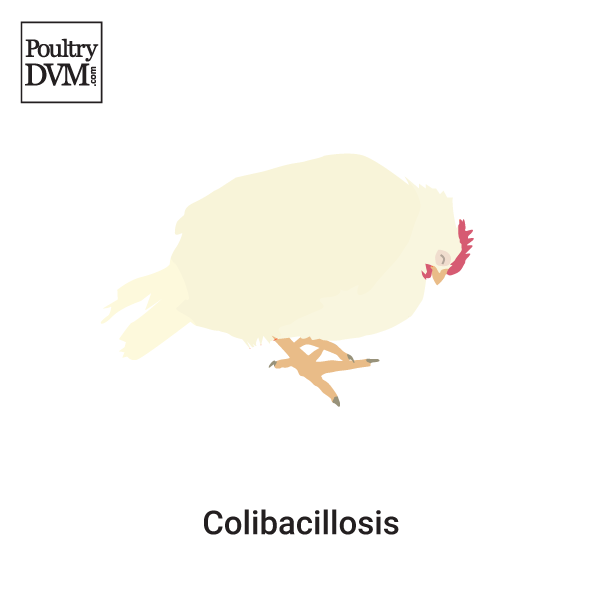 Colibacillosis in Chickens