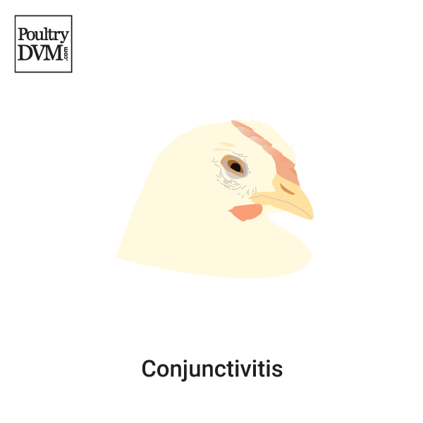 Conjunctivitis in Chickens