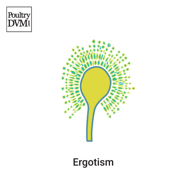 Ergotism in Chickens