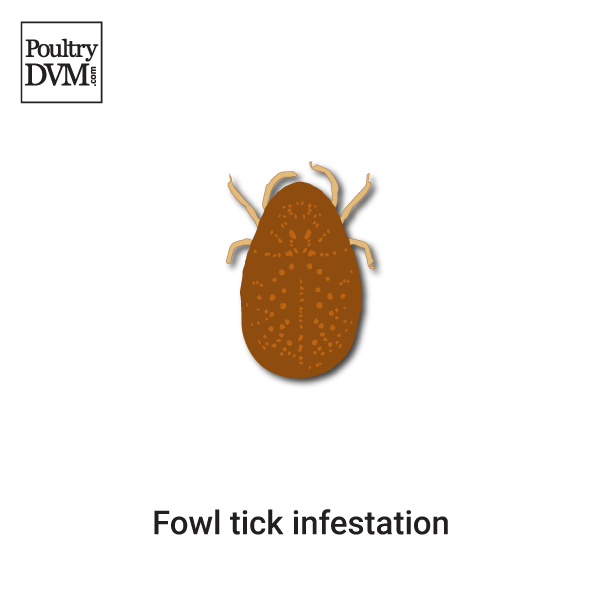 Fowl tick infestation in Chickens