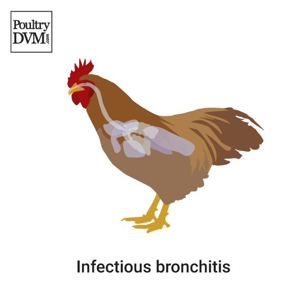 Infectious bronchitis in Chickens