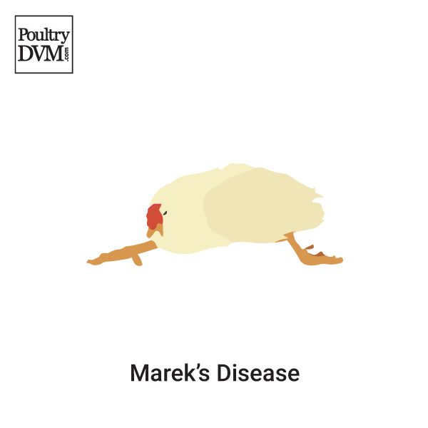 Marek's Disease in Chickens