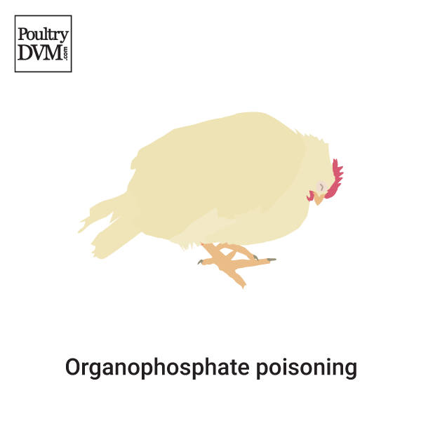 Is Chicken Blood Poisonous at Therese Arnold blog