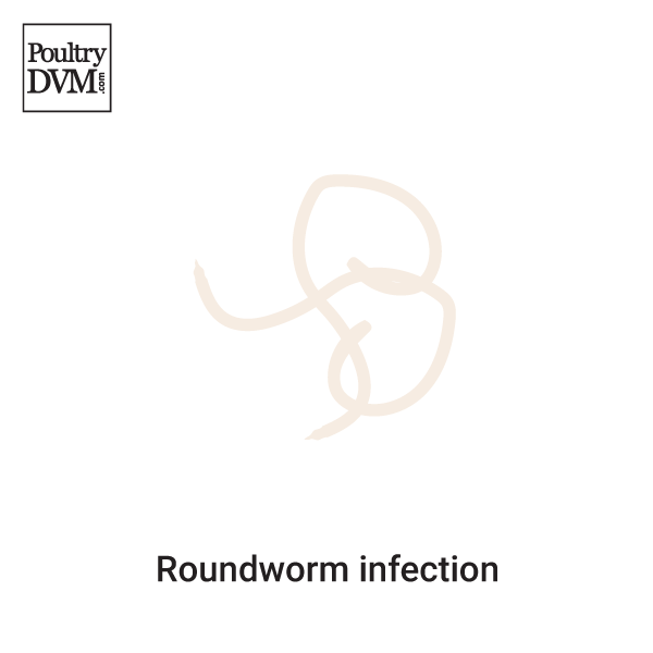 Roundworm infection in Chickens