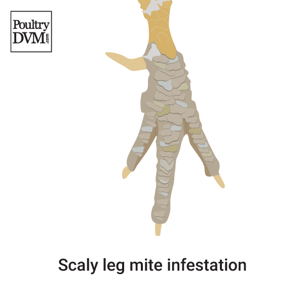 Scaly leg mite infestation in Chickens