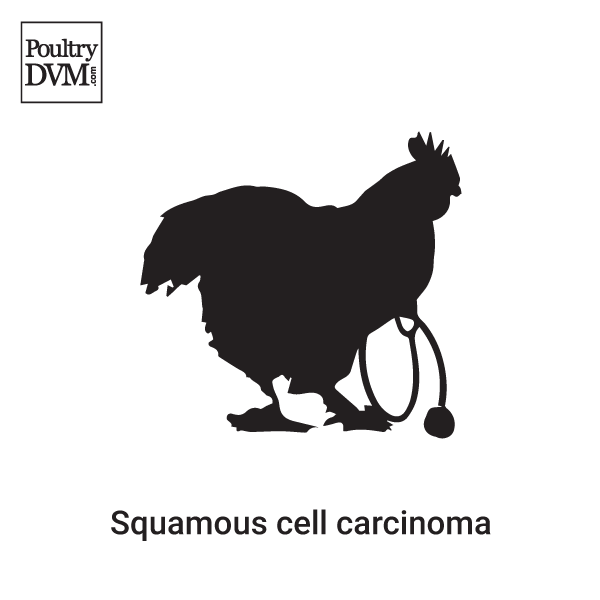 Squamous cell carcinoma in Chickens
