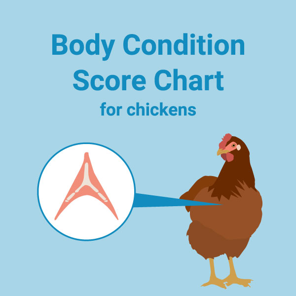 PoultryDVM | Visual, Interactive Poultry Health Information