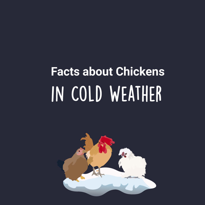 DuckDVM Interactive Duck Health Information