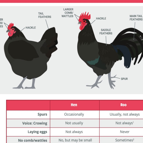 DuckDVM - Interactive Duck Health Information