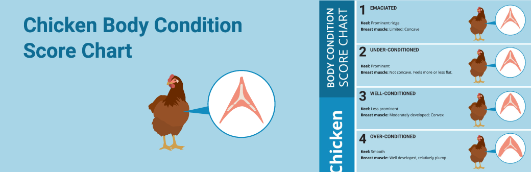 Body Condition Score Chart for Chickens Infographic