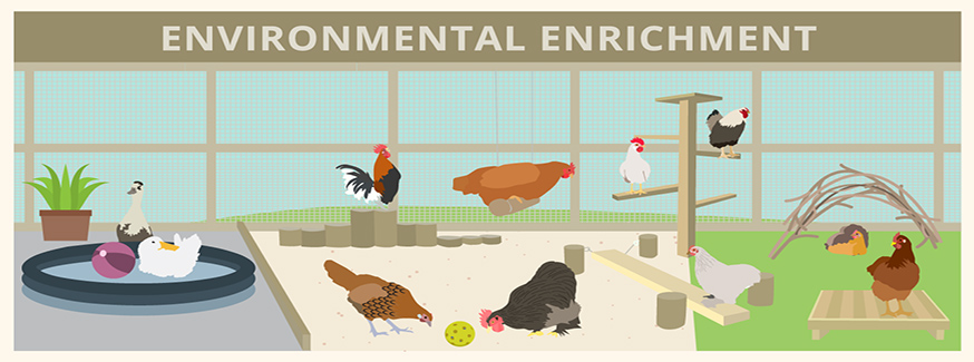 Environmental Enrichment for Chickens Infographic