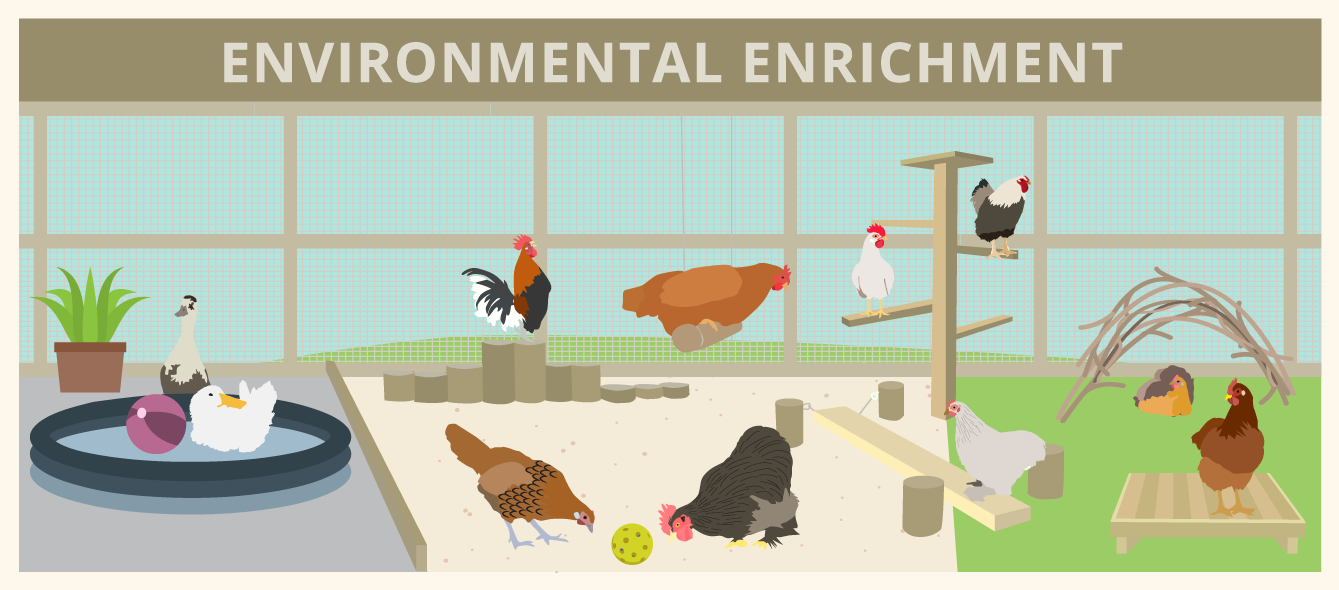 Environmental Enrichment for Chickens Infographic