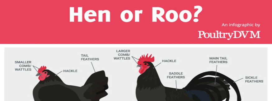 Hen or Roo? Infographic
